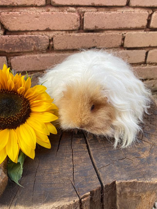 Samice :: chspetalodeoro