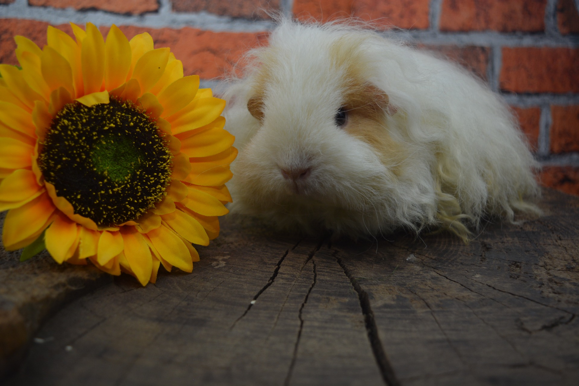 Samice :: chspetalodeoro