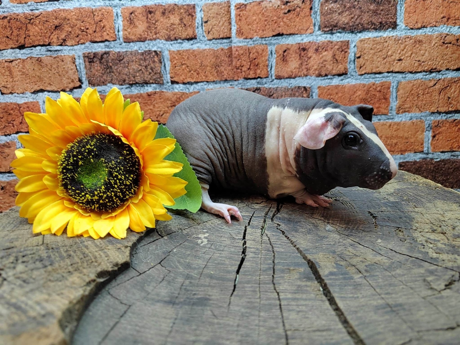 Samice :: chspetalodeoro